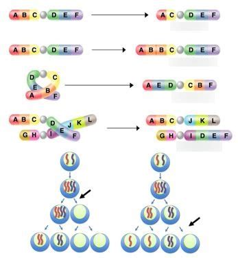 Unit 8 Genetics Chromosomal Mutations Diagram Quizlet