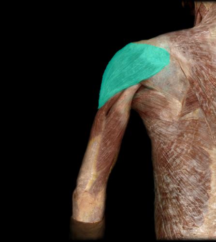 Shoulder And Arm Posterior Flashcards Quizlet