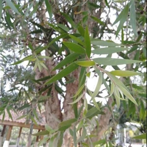 Detail Gambar Pohon Kayu Putih Koleksi Nomer 5