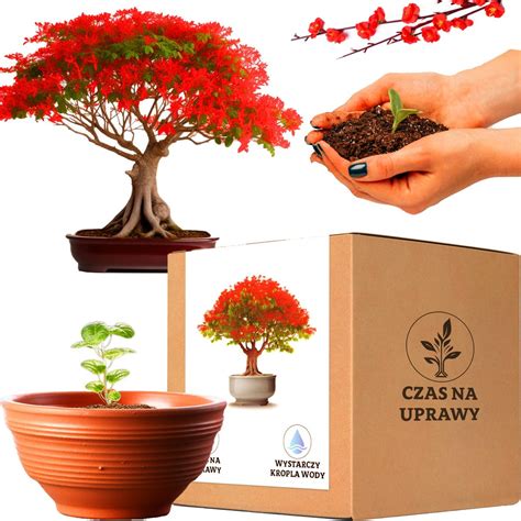 Zestaw do uprawy Płomień Afryki drzewko Bonsai duża doniczka Inna
