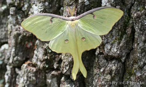 Luna Moth Actias Luna Linnaeus