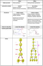 Exercice Mitose Meiose