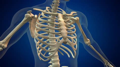 Human Rib Cage 3D Illustration Stock Illustration Illustration Of