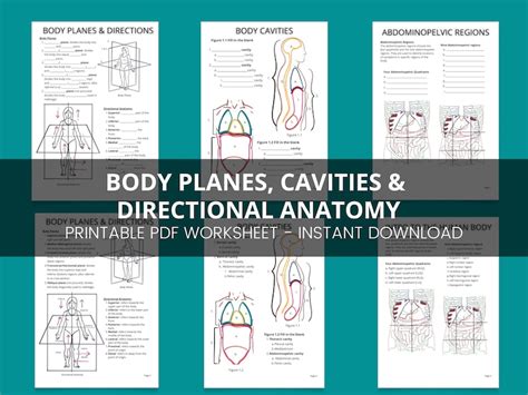 Body Planes Cavities And Directional Anatomy PDF Printable Worksheet