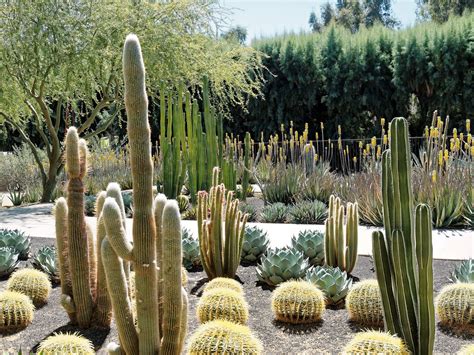 Cacti 101 Getting Started With Cactus Plants In SoCal INSTALL IT DIRECT