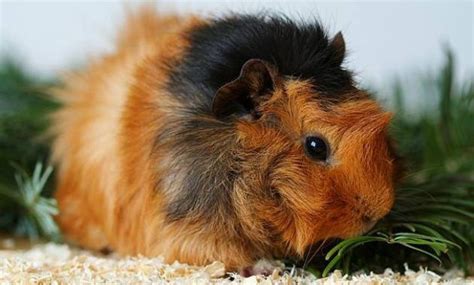 Porquinho da Índia 40 Dicas e Curiosidades Sobre Esse Animal de
