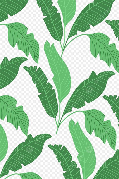 Leaf Shading White Transparent Fresh Banana Leaf Shading Fresh Green