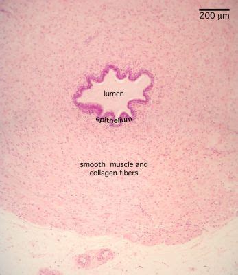 Vas Deferens Histology Vas Deferens Labels Histology Slide