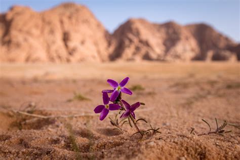 Arabie Saoudite les superbes images de ce désert en fleur