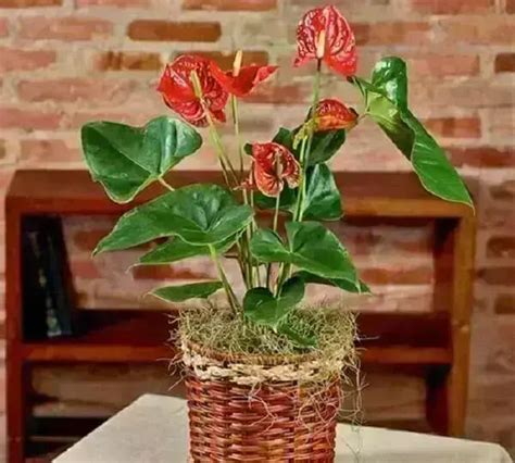 Plantas Para Dentro De Casa Esp Cies Para Conhecer E Cultivar