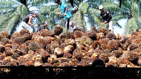 Berita Sawit Harga TBS Sawit Jambi Periode 15 21 April 2022 Naik Rp