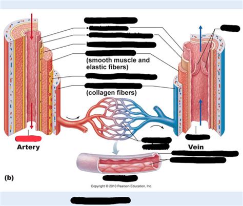 Schwarzlose Arteries And Veins Model Flashcards Quizlet