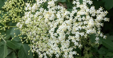 Sureau Noir Sambucus Nigra Phyto Info