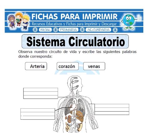 Ficha De Sistema Circulatorio Para Primaria Fichas Para Imprimir