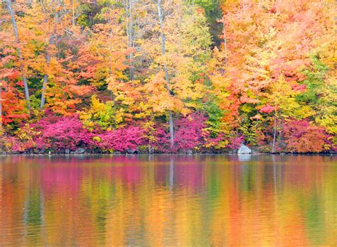 Pink Autumn Trees Wallpapers Wallpaper Cave