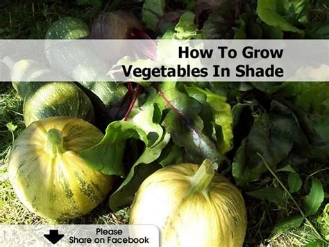 Best Vegetables To Grow In Shade Artourney