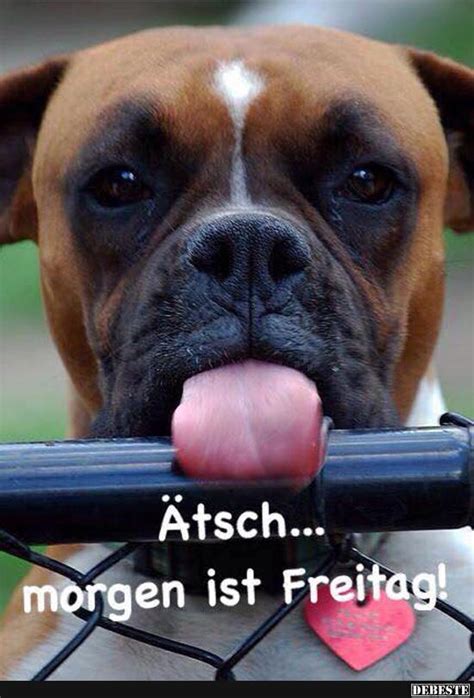 50 Hunde sprueche lustig Ätsch ist Freitag Lustige Bilder