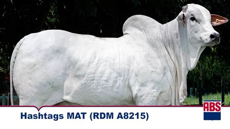 HASHTAGS MAT RDM A8215 Touro Nelore ABS YouTube