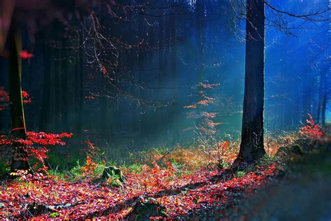 Hintergrundbilder Sonnenlicht Bäume Landschaft Wald Wasser Natur