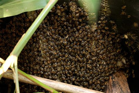Enjambres de abejas qué son y cómo se produce la enjambrazón