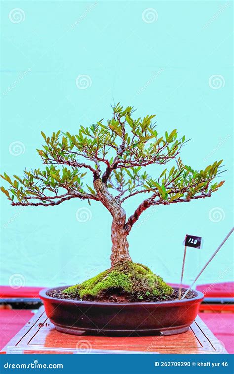 Bonsai Tall Slanted Naked Tree Royalty Free Stock Photography