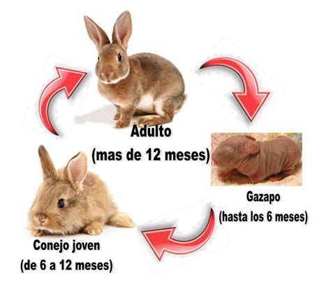 Ciclo De Vida Del Acceso Hot Sex Picture