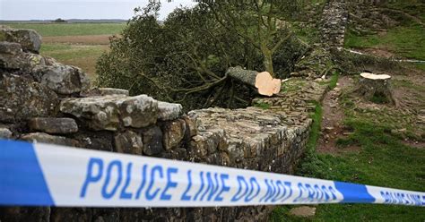 Historic Sycamore Gap Tree Felled By Teen Details Here