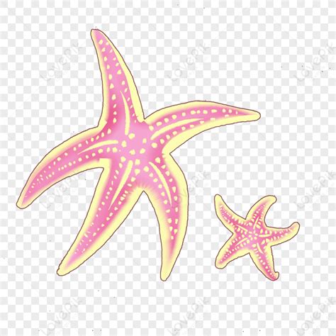 Estrella De Mar Rosa PNG Imágenes Gratis Lovepik