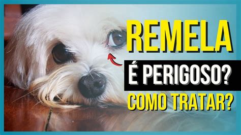 Remela No Olho Do Cachorro Causas E Tratamentos YouTube