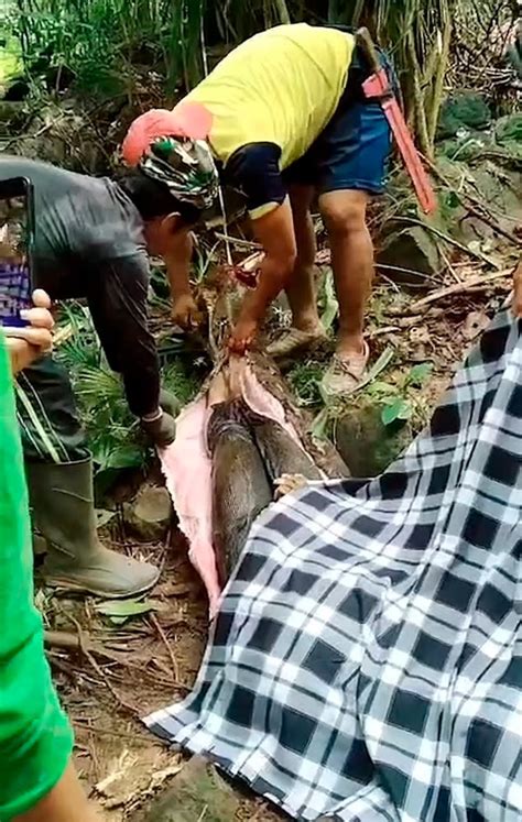 Corpo de mulher é encontrado dentro de cobra píton gigante na Indonésia