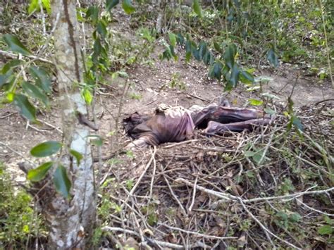 CENTRAL DE POLÍCIA Corpo sem cabeça é encontrado na zona rural de