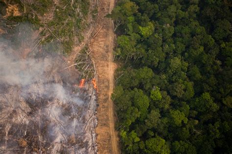 Desmatamento na Amazônia tem redução de 24 em janeiro mas ainda é o