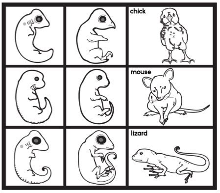 Biology Unit Evolution Flashcards Quizlet