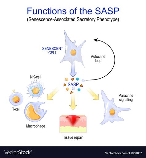 Cellular Senescence Functions Of The Sasp Vector Image