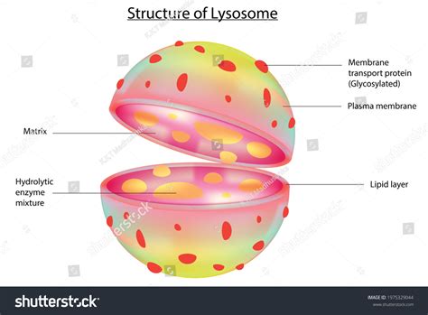 Biological Structure Lysosome 3d Anatomy Lysosome Vector De Stock