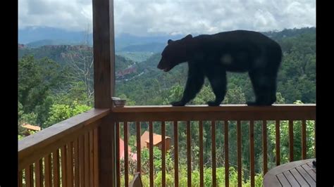 Bear Came On Porch At Gatlinburg Cabin In Great Smokey Mountains