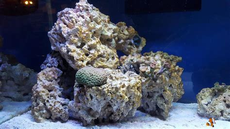 Gallon Reef Tank Kippcaliranpart