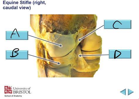 Equine Stifle Right Caudal View Diagram Quizlet