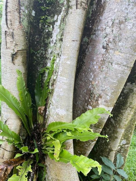 Um Tronco De Rvore Uma Planta Nele Foto Premium