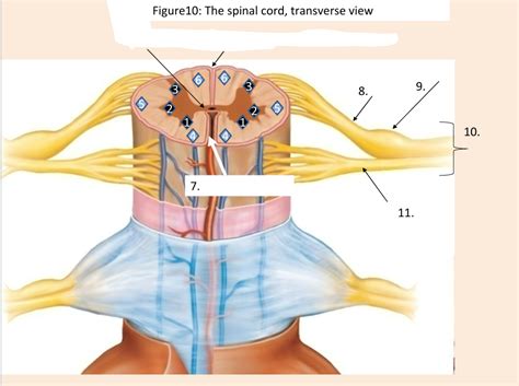 The Spinal Cord Transverse View Diagram Quizlet