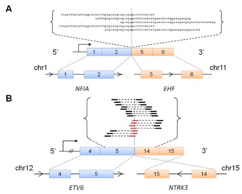 rna seq evidence of previously described gene fusions we first tested download scientific