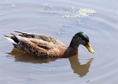 Canard Colvert