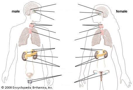 Endocrine System Pt Diagram Quizlet