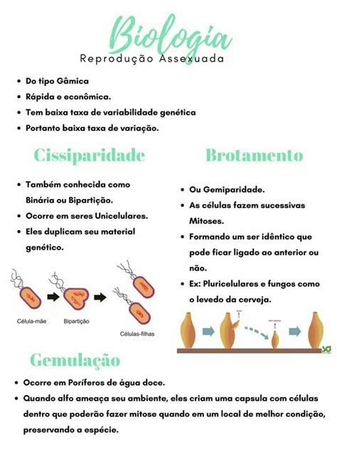 MAPA REPRODUÇÃO ASSEXUADA PARTE 1 Mergulhe no conforto e na eficiência