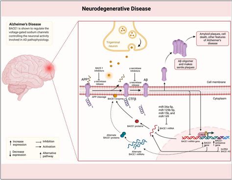 Frontiers The Emerging Roles of the β Secretase BACE1 and the Long