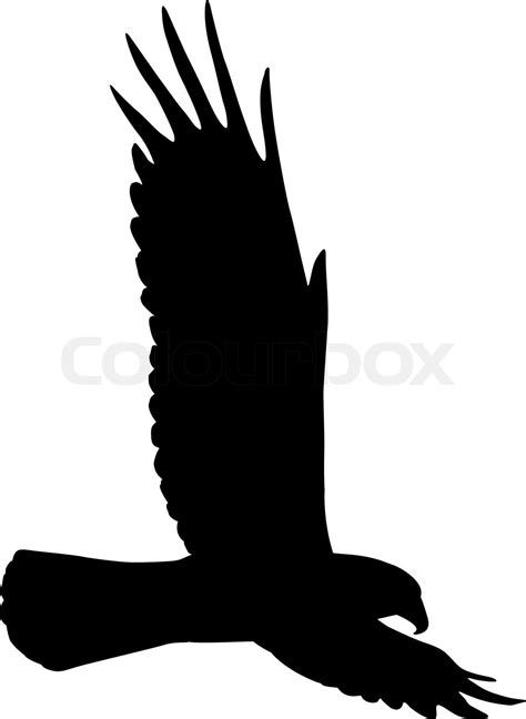 Fliegender Adler Stock Vektor Colourbox