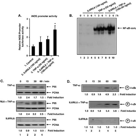 Involvement Of C Jun And C Fos In Ap Complex Activated By