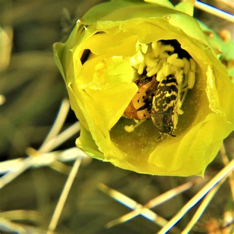 Kaktus Insekt Gul Blomma Gratis foto på Pixabay Pixabay