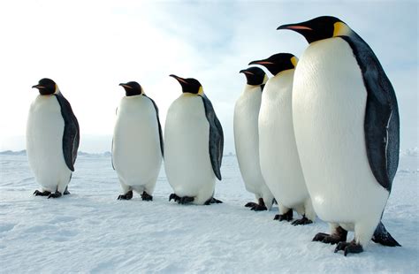 PINGÜINO EMPERADOR Características Qué come Dónde vive