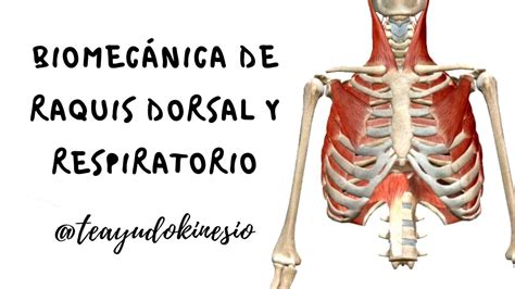 Biomecánica de raquis dorsal y respiratorio anatomía planos y ejes